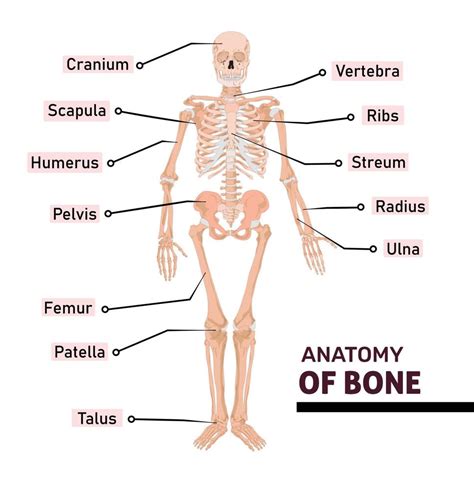 Detailed Skeleton Diagram