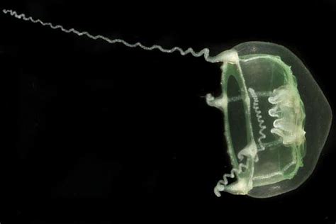 Cnidaria Species