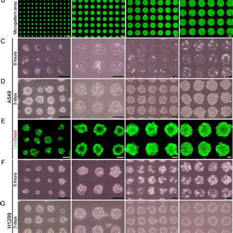Characteristics Of The Micropattern Array A The Height Of The Download Scientific Diagram
