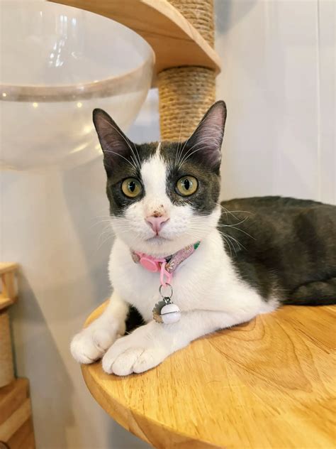 ร้านกาแฟ และคาเฟ่แมว ย่านพระราม9 สวนหลวง แกลเลอรีที่โพสต์โดย Everyday To Go Lemon8