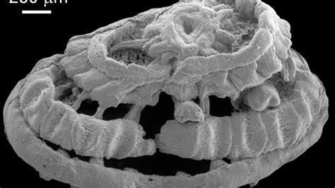 Exceptional Microfossils Reveal 535 Million Year Old Preserved Muscular