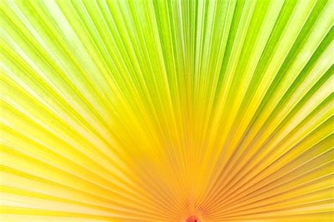 Premium Photo Closeup Gredient Color Noise Palm Leaf For Abstract