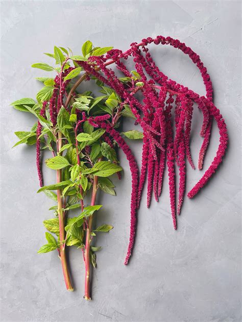 Hanging Amaranthus Wholesale Sweet Peas Flower Shop Hanging Amaranthus Wholesale Sweet Peas Flower Shop