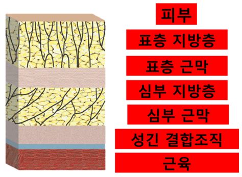 근막이란 근막이완 이란 네이버 블로그