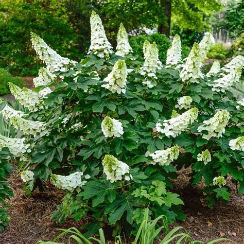 Ruby Slippers Hydrangea Dwarf Oakleaf Hydrangea Spring Hill