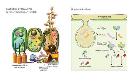 The Sainsbury Laboratory On Linkedin Pathogen Employs Repeat Module To Mimic Core Plant Enzyme