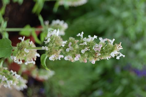 Catnip Advice From The Herb Lady