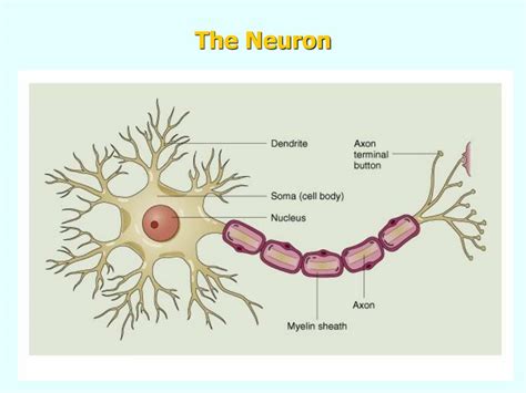 Ppt Sex Drugs And The Brain Powerpoint Presentation Free Download