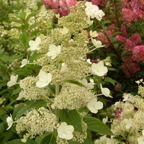 Гортензия метельчатая Kyushu (Киушу) С4-5 в Екатеринбурге