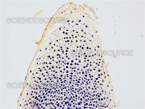 Photograph Onion Root Tip Cell Mitosis Science Source Images