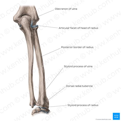 Radius And Ulna Posterior View English Kenhub Image License Store