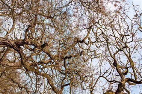 Tree Overhead Stock Photos Images And Backgrounds For Free Download