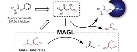 Highly Selective Inhibitors Of Monoacylglycerol Lipase Bearing A Reactive Group That Is