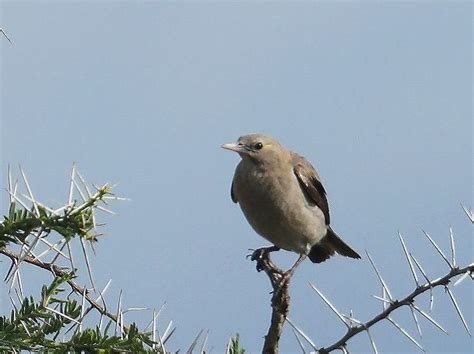 森の自然誌野鳥野鳥リストトサカムクドリ
