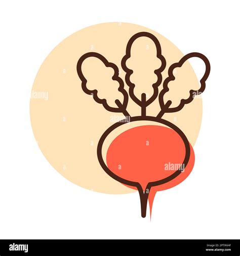 Turnip Isolated Design Vector Icon Vegetable Sign Graph Symbol For
