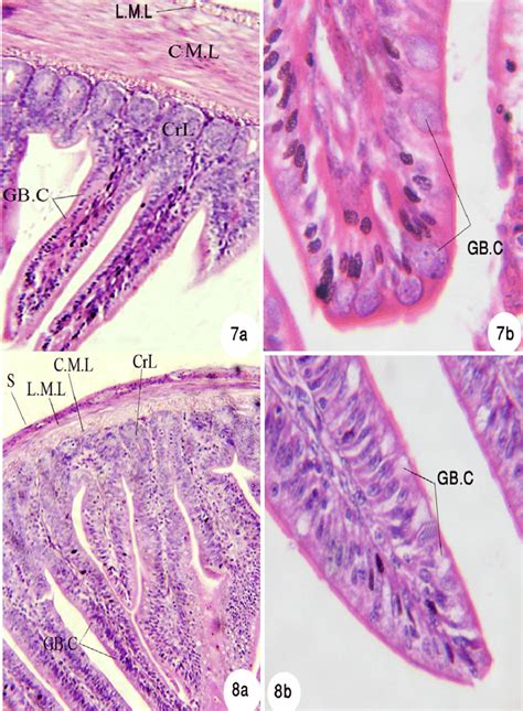 Duodenum Histology Goblet Cells