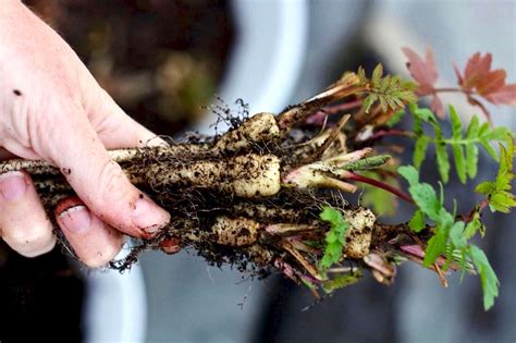 How To Successfully Grow Parsnips A Field Guide To Planting Care And Design On Gardenista