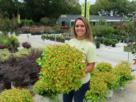 Amberlys Plant Pick Of The Week Double Play Candy Corn Spirea Covingtons Spirea Plants
