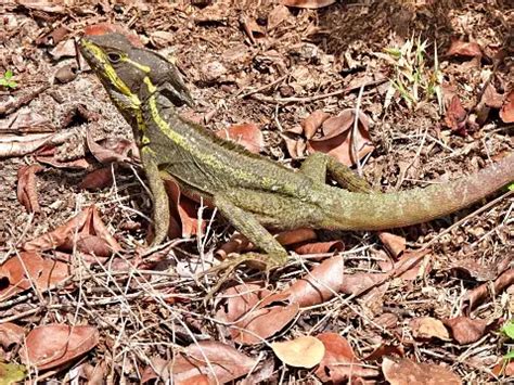 Jesus Lagarto Fotos Baixe Imagens Gratuitas Na Unsplash