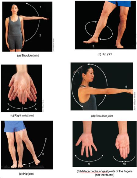 Figure 115 Angular Joint Movements Of Abduction Adduction And Circumduction Diagram Quizlet Figure 115 Angular Joint Movements Of Abduction Adduction And Circumduction Diagram Quizlet