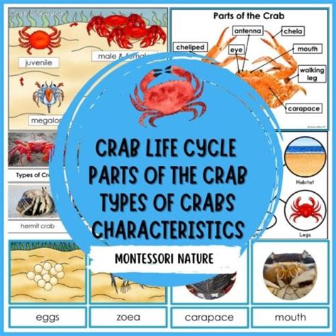 Parts Of Crab Life Cycle Types Nomenclature 3 Part Cards Facts Montessori Nature