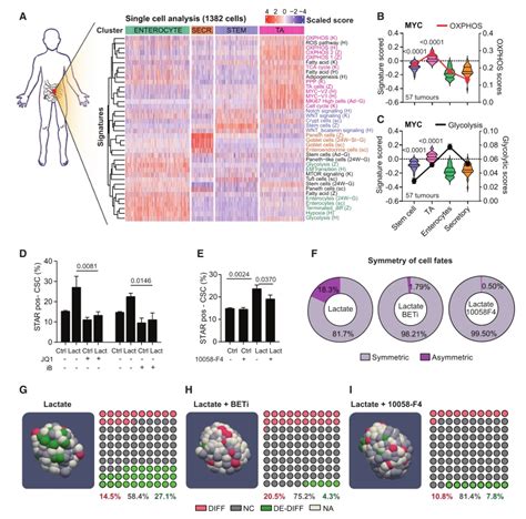 Cell Metabolism 代谢物与肿瘤：乳酸依靠表观遗传操控癌干细胞命运和可塑性 肿瘤细胞 氨基酸代谢 非靶向代谢 脂质 多组学代谢流检测分析 脂肪酸定量 肠道微生物菌群检测 麦特绘谱