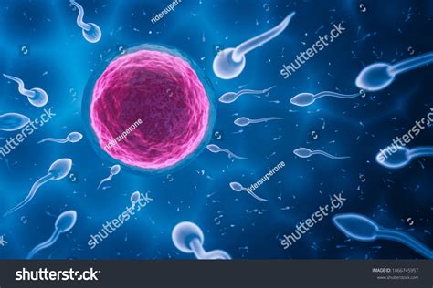 Fusion Of Sex Chromosome In Human Royalty Free Images Stock Photos Pictures Shutterstock