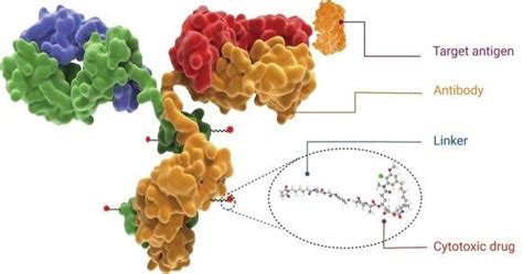 抗体 药物偶联物（adc）的设计原理与作用机制偶联物抗体药物细胞 健康界