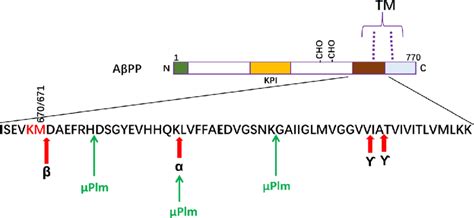 Schematic Presentation Of The Protein Structure Of Aβpp And The Aβ Download Scientific Diagram
