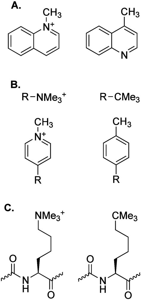 The Cation−π Interaction In Chemistry And Biology Pmc