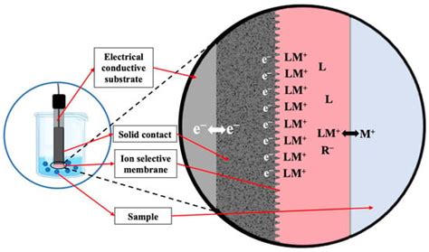Next Generation Potentiometric Sensors A Review Of Flexible And Wearable Technologies