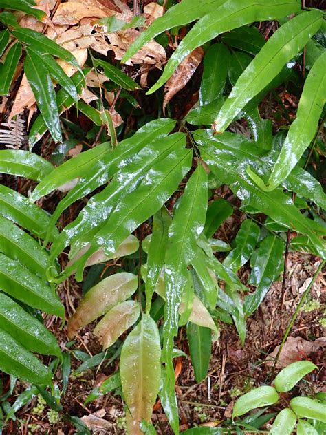 Over The Last Years I Have Expanded My Research On Ferns Anatomy Daniele Cicuzza Phd