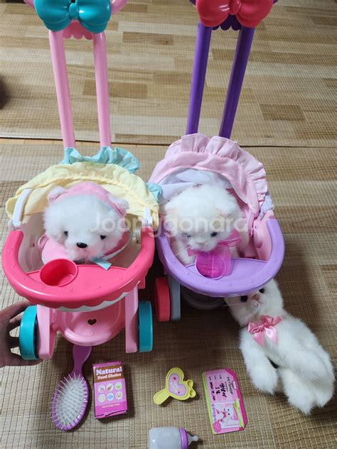 아기 고양이 냥이 아기 강아지 포미 유모차 장난감 인 인형디즈니의상 중고나라
