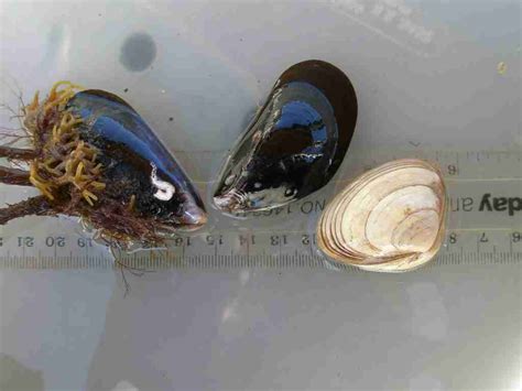 Shellfish Hygiene Water Quality Assessments Carcinus Ltd