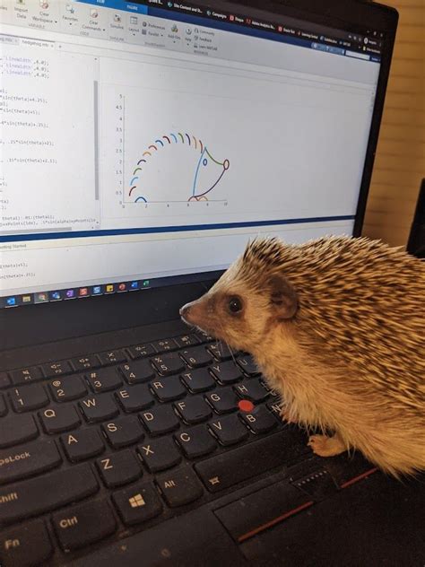 mathworks on linkedin meet pepper our newest matlab engineer we re
