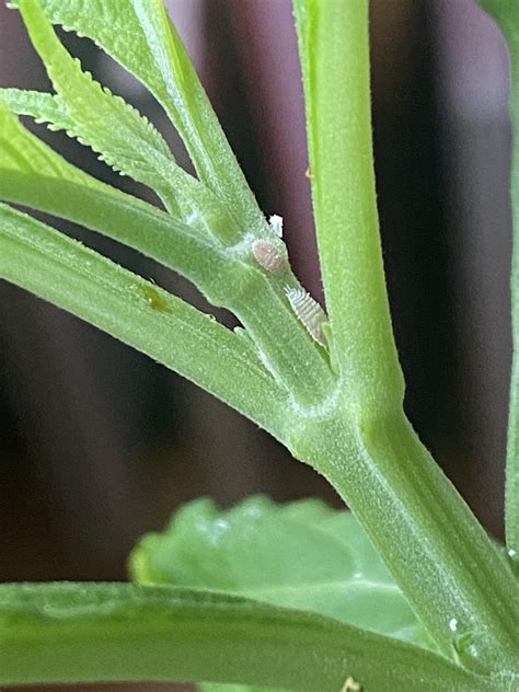 What The Fuck Is This Doesnt Move But Looks Like A Bug Rgrowinsalviadivinorum