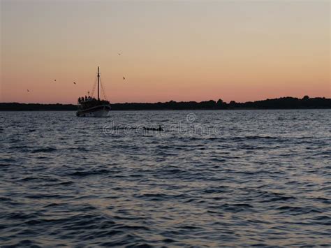 Dolphins Swimming By A Cruise Ship In Croatia During The Sunset Stock