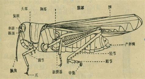 蝗虫结构图手绘 千图网