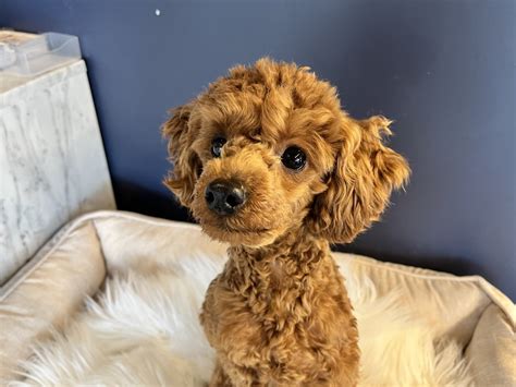 푸들 대박이 털빠짐없는브리티쉬숏헤어키우기 털빠짐없는스코티쉬폴드키우기 털빠짐없는러시안블루키우기 털빠짐없는강아지키우기 털빠짐없는고양이키우기 털빠짐없는강아지종류 털빠짐없는고양이