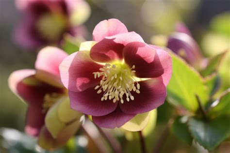 10 Flowers That Represent Jealousy Green Eyed Blooms Foliage Friend