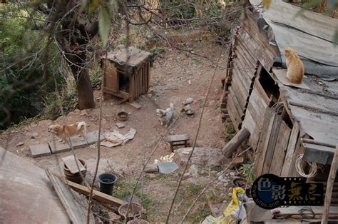 炸鸡腿 摄影作品：两狗打架老猫看戏