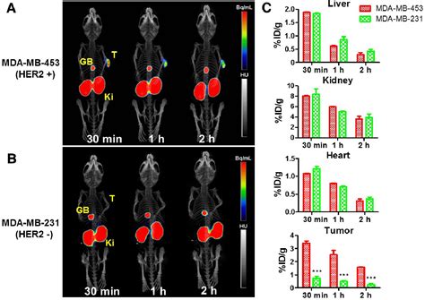 Pdf Spectct Imaging Of The Novel Her2 Targeted Peptide Probe 99mtc Hynic H6f In Breast Cancer