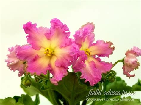 Рм саломея фиалка (60 фото)