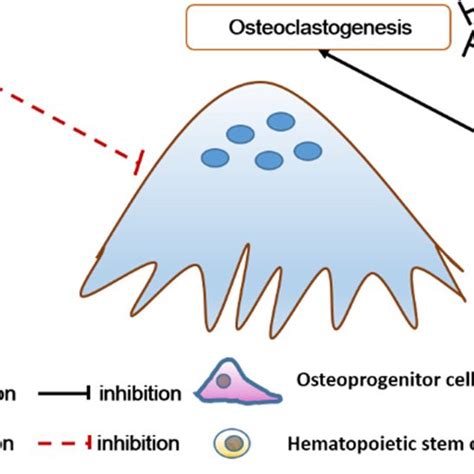The Role Of Foxos In Osteoprogenitor Cells Chondrocytes Osteoblasts Download Scientific