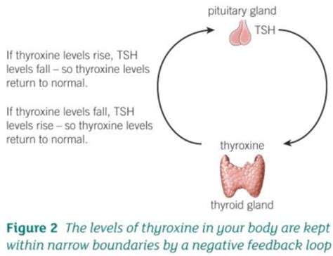 11 4 Thyroxine And Negative Feedback Flashcards Quizlet