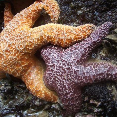 What Type Of Asexual Reproduction Occurs In Sea Stars At Luca Swift Blog