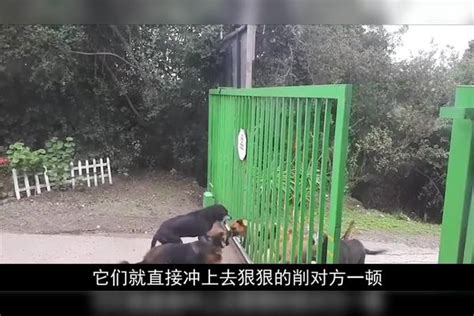 德牧隔着铁门和一群狗对骂，结局笑到停不下来铁门结局