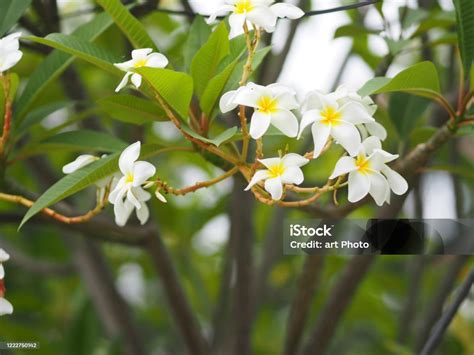 프랑지파니 플루메리아 묘지 사원 나무 아포시나과 정원 자연 배경 꽃잎에 피는 꽃잎은 흰색 중간 부분은 노란색 0명에 대한 스톡 사진 및 기타 이미지 Istock