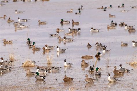 Mallard And Pintail Migration Layover