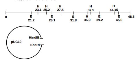 Solved Given The Restriction Map Of Bacteriophage Lambda And